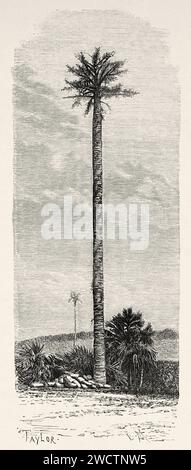 Palm (Corypha utan) Java island. Indonesia, Southeast. Six weeks in ...