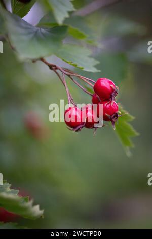 Wild berries, lignonberries and blueberries in Finnish forest during ...