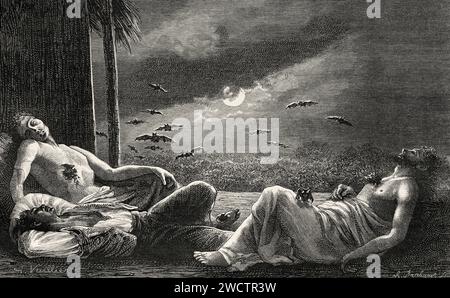 Spectral Bat, Vampyrum spectrum. Great false vampire bat or Linnaeus's ...