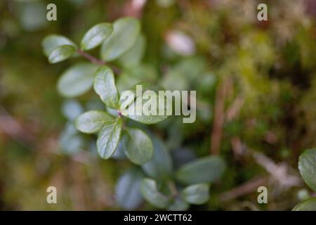 Wild berries, lignonberries and blueberries in Finnish forest during ...