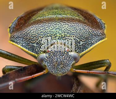 Close up of Gorse Shieldbug (Piezodorus lituratus) head. Tipperary ...