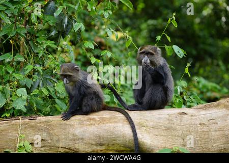 blue monkeys sitting on limb Stock Photo - Alamy