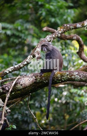 blue monkey sitting on limb Stock Photo - Alamy