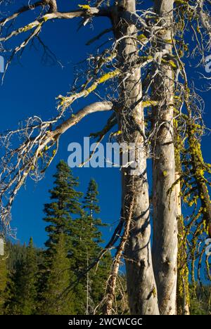 Snag, Lakes Basin Recreation Area, Plumas National Forest, California ...