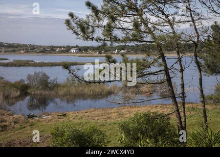 Portugal, Alentejo, Melides, Melides lagoon and its green banks planted ...