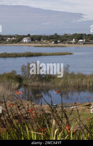 Portugal, Alentejo, Melides, Melides lagoon and its green banks planted ...