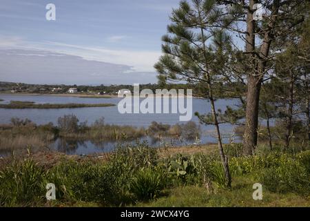 Portugal, Alentejo, Melides, Melides lagoon and its green banks planted ...