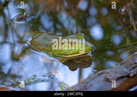 American bullfrog with wide head, stout body, and long, hind legs with ...