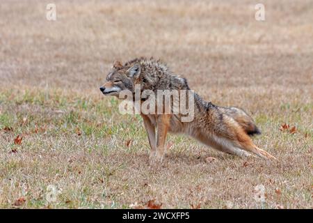 A coyote stretches in an open prairie. Its front paws are up, its rear ...
