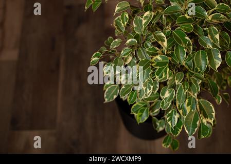 Trending indoor plants - potted ficus benjamina against white wall in ...