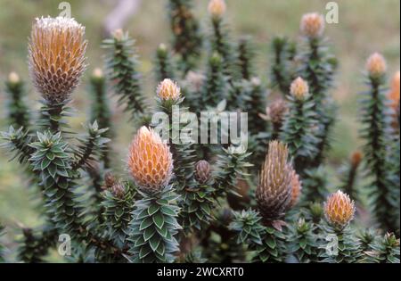 Ecuador flower - The Flower of the Andes, Chuquiraga jussieui, growing ...