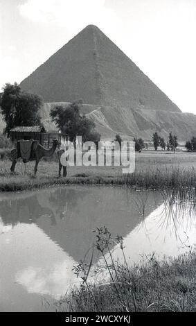 1950s, historical, Egypt, view of a pyramid and camel with driver by ...