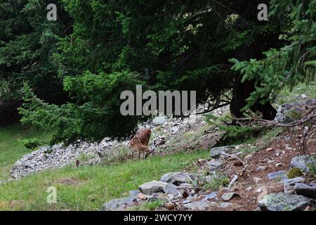 The Merlet Animal Park is a zoological park in France located in the ...
