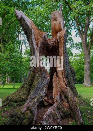 Wind broken old oak trees broken lying inside deciduous stand of ...