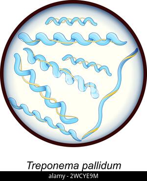 Vector illustration of a Treponema Pallidum bacteria in cartoon style ...