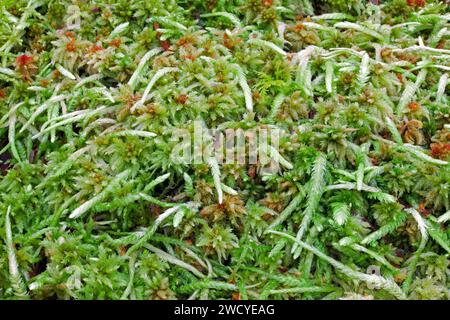 Plagiothecium undulatum (wavy-leaved cotton moss) is found in acidic ...