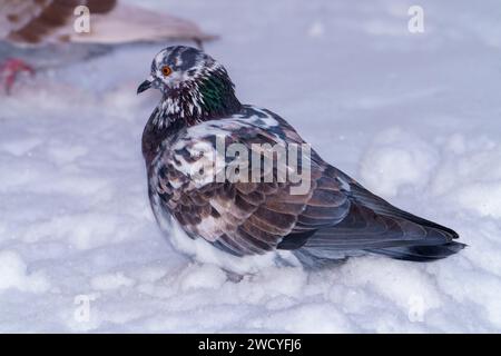 Columba livia Family Columbidae Genus Columba Rock dove Rock pigeon ...