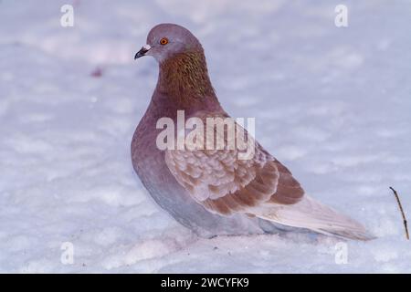 Columba livia Family Columbidae Genus Columba Rock dove Rock pigeon ...