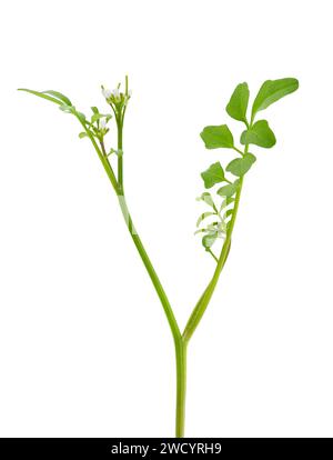 Wavy bitter-cress plant isolated on white background, Cardamine ...