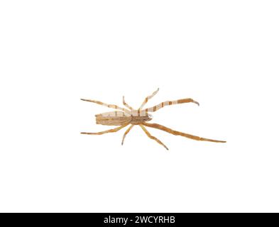 Feather-legged spider isolated on white background, Uloborus ...