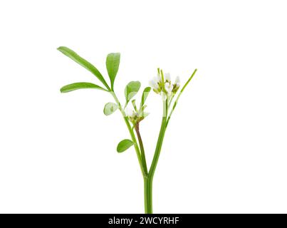 Wavy bitter-cress plant isolated on white background, Cardamine ...