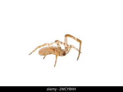 Feather-legged spider isolated on white background, Uloborus ...