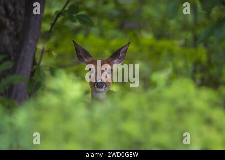 White-tailed fawn well-hidden in the northern Wisconsin woodland Stock ...