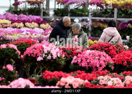 People select flowers for Spring Festival in a flower market in ...