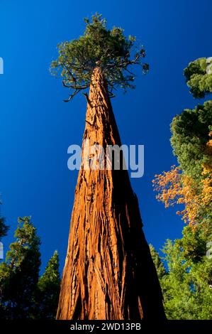 Cedar along Trail of 100 Giants at Long Meadow Grove, Sequoia National ...