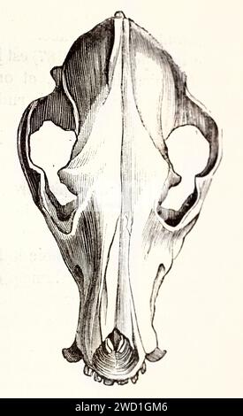 Illustration of the Parietal bone of the cranium. Illustration from ...