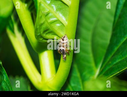 Jumping Spider Skull Pattern Head Rare Very Few Sightings South Africa ...