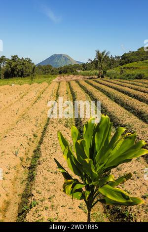 Fertile volcanic landscape near Mt Mahawu crater with 1785m Mt Soputan ...