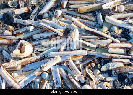 The razor shell, Ensis magnus, also called razor clam, razor fish Stock ...