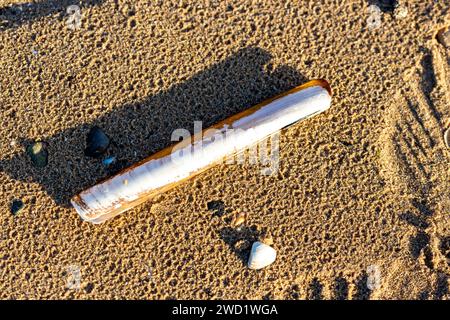 The razor shell, Ensis magnus, also called razor clam, razor fish Stock ...