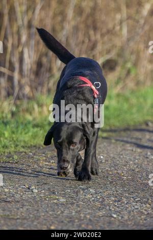 An adorable black labrador dog walking in the forest Stock Photo - Alamy
