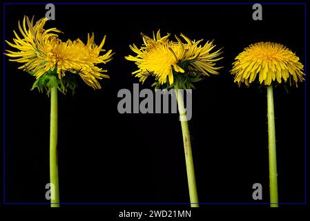 the super magical dandelion flower Stock Photo - Alamy