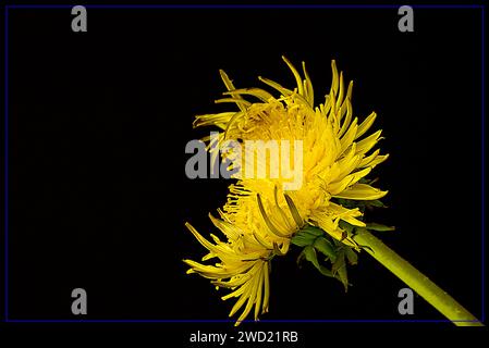 the super magical dandelion flower Stock Photo - Alamy
