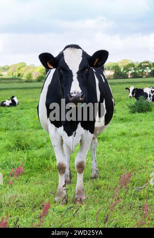 Cow grazing in a meadow, Prim'Holstein cow (breed). Milk cow, dairy ...