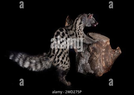 Common genet in front of black background Stock Photo - Alamy