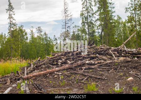 Logging residues (felling waste) are thrown at the site of the former ...