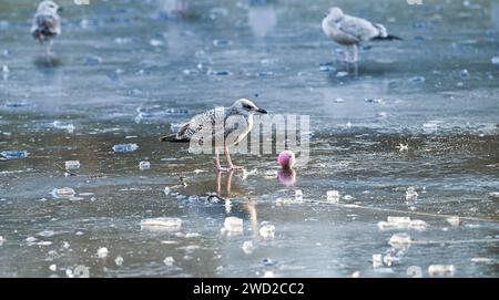 young herring gull in winter livery Stock Photo - Alamy