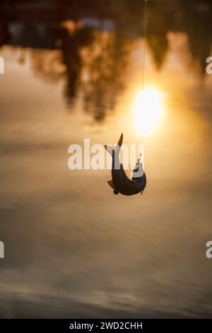 Roach. Gambling fishing on the river in the evening. Leger rig evening ...