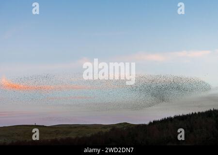 An immense flock of starlings flying to their evening roost in a wood ...