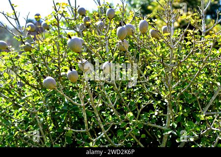 Forest gardenia or tree gardenia (Gardenia thunbergia) is a shrub or ...