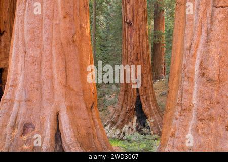 Sequoia (Sequoia sempervirens) trunks at Grant Grove, Kings Canyon ...