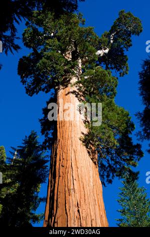 General Grant Tree, Kings Canyon National Park, California Stock Photo ...
