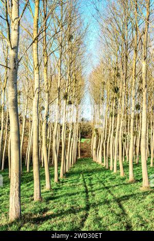 Grove of Poplar (Populus tremula) trees growing for commercial use ...