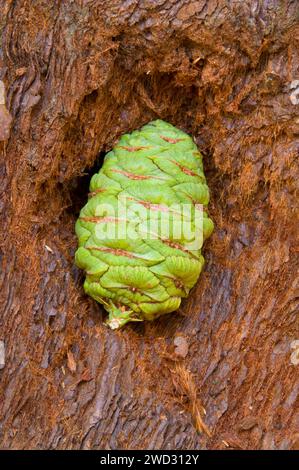 Sequoia (Sequoia sempervirens) cone on bark at Giant Forest on Big ...