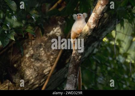 Golden white tassel ear marmoset, Mico chrysoleucos, Amazon basin ...