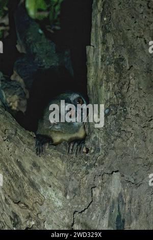 Spix's night monkey (Aotus vociferans), sitting in a tree, Peru, Loreto ...